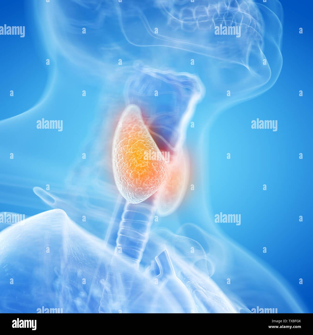 3d rendered, medically accurate illustration of the thyroid gland Stock ...