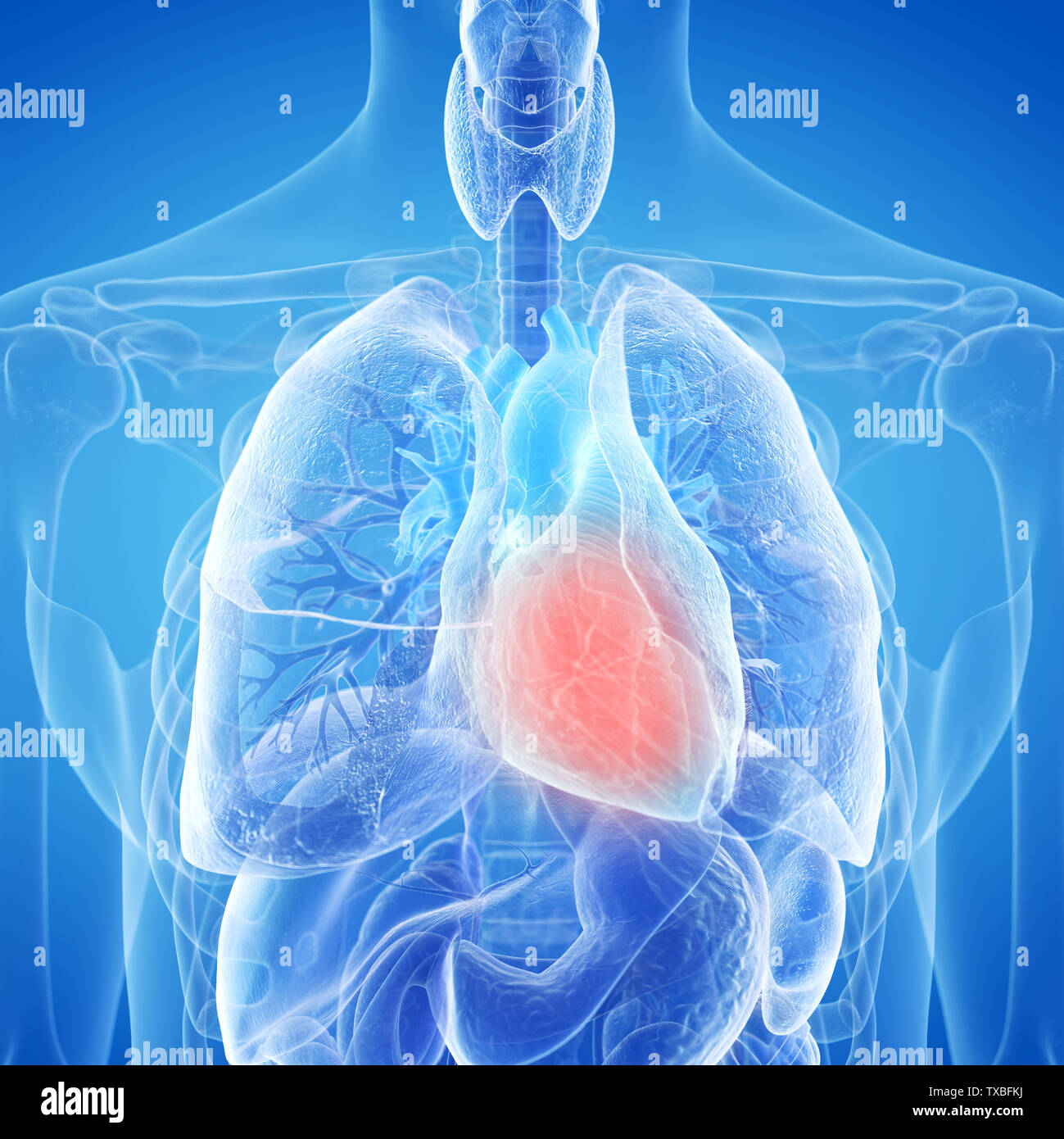 Anterior cardiac vein hi-res stock photography and images - Alamy