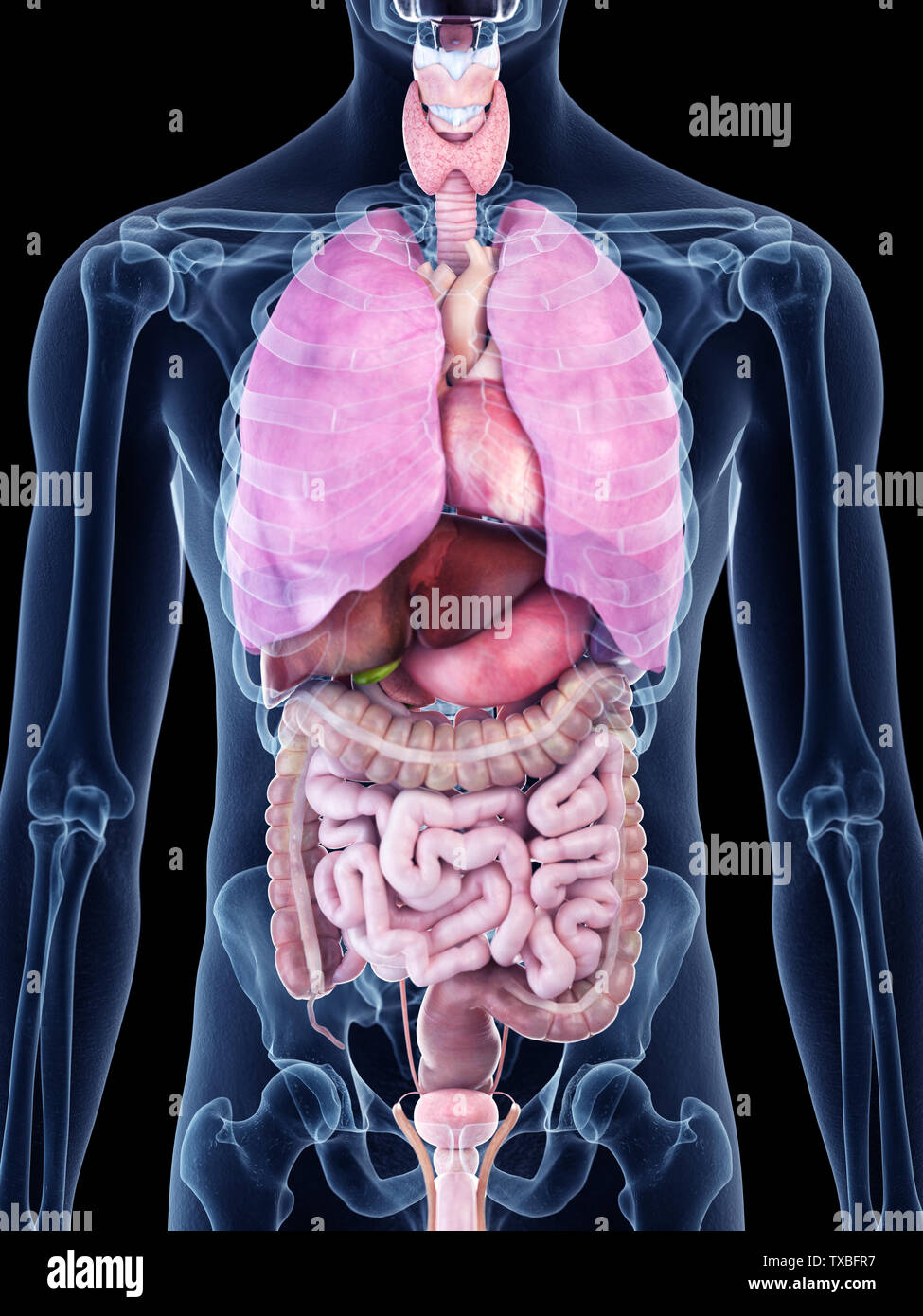3d rendered medically accurate illustration of the human organs Stock ...
