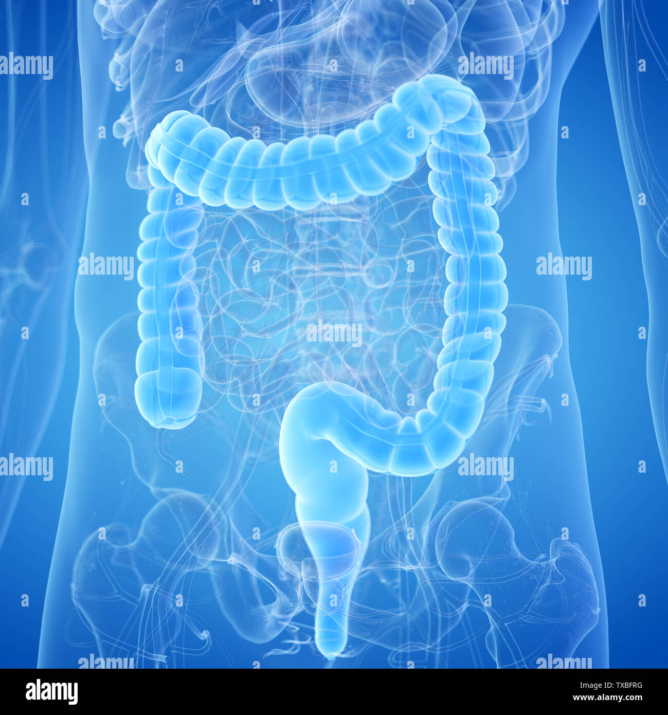 3d rendered, medically accurate illustration of a human colon Stock ...