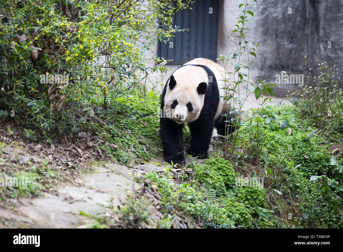 Panda playing hi-res stock photography and images - Alamy