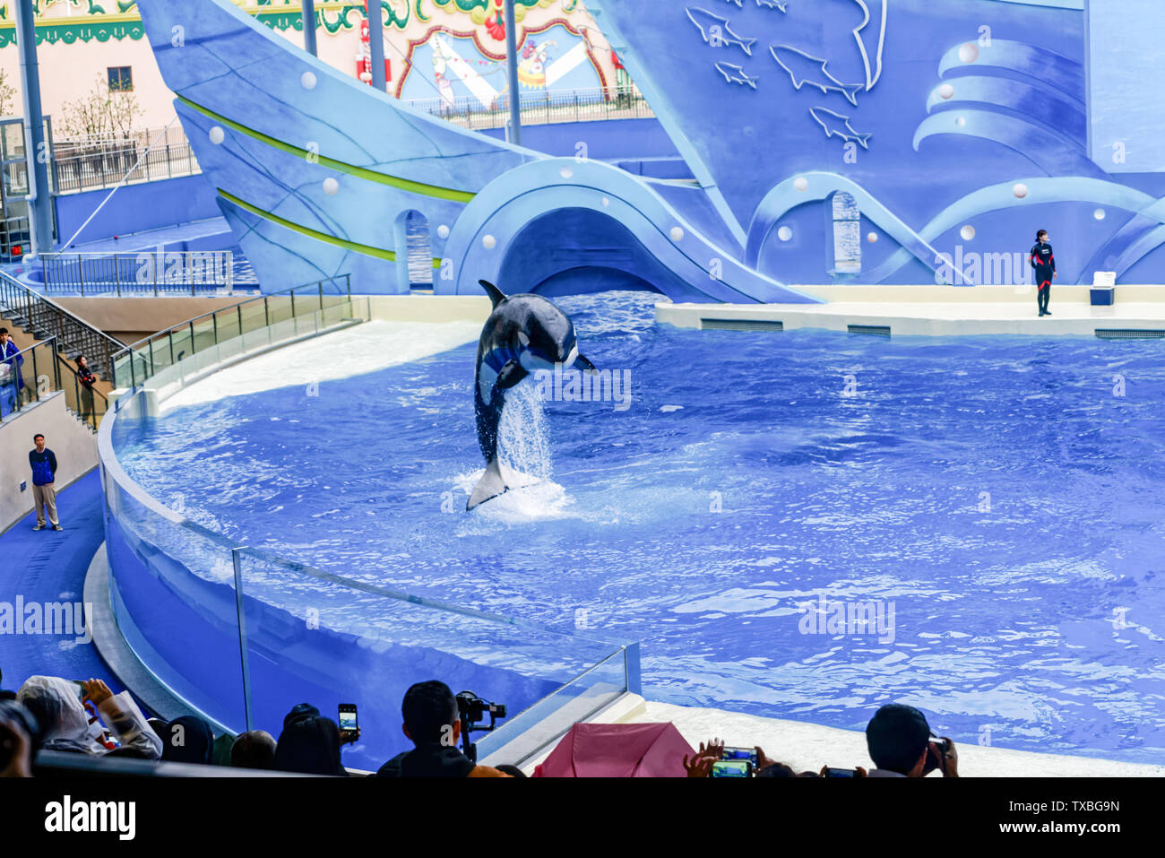 Haichang Ocean Park orca performance in Shanghai Stock Photo - Alamy