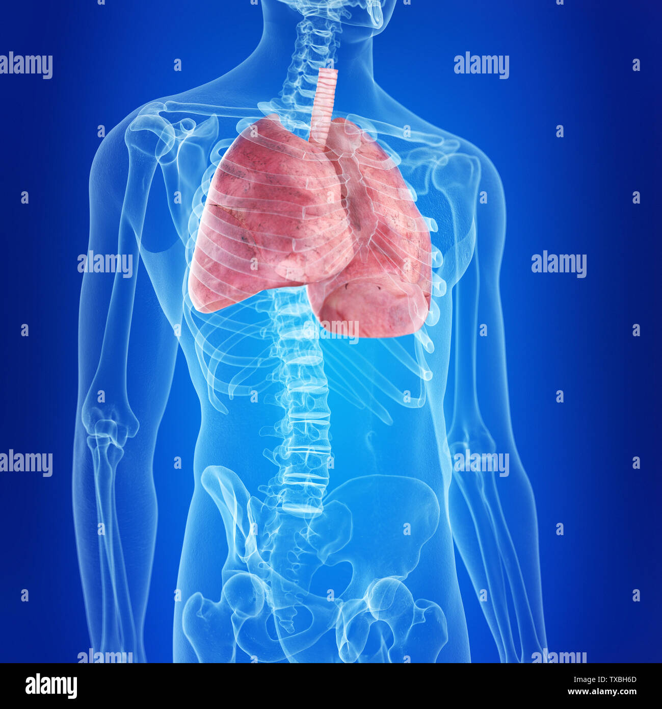 3d rendered medically accurate illustration of the human lungs Stock ...