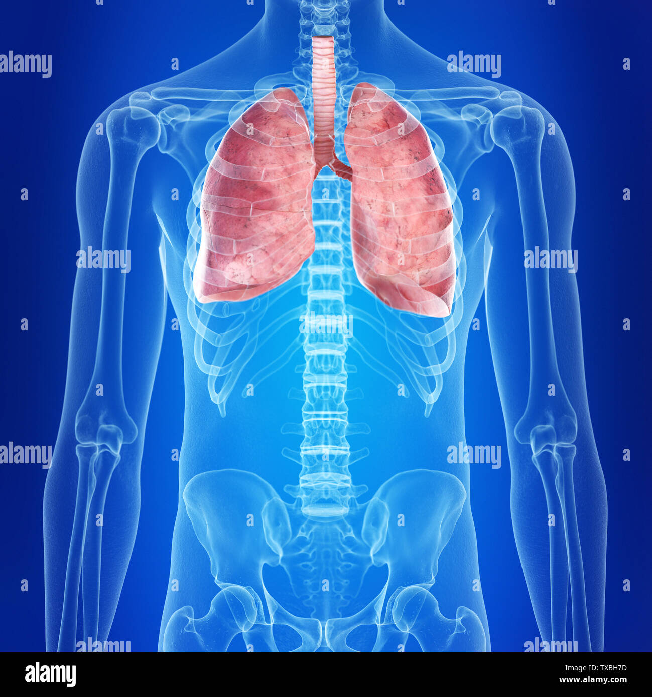 Lungs artwork hi-res stock photography and images - Alamy