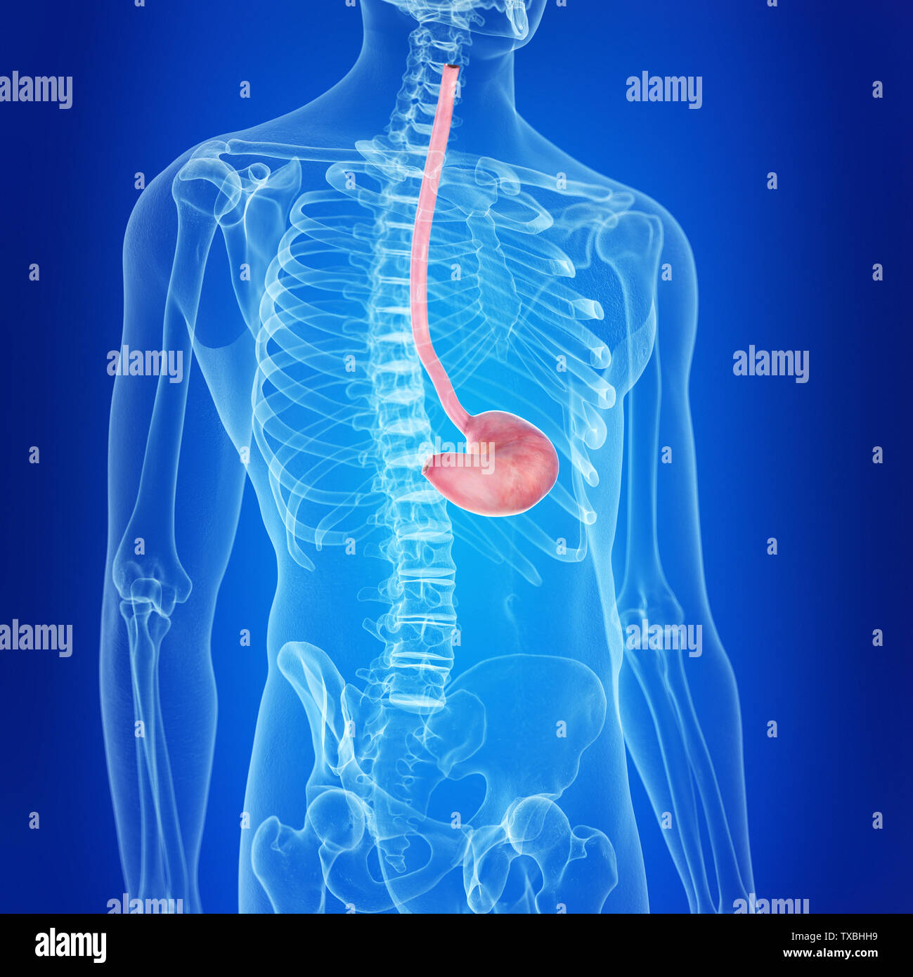3d rendered, medically accurate illustration of the stomach Stock Photo ...