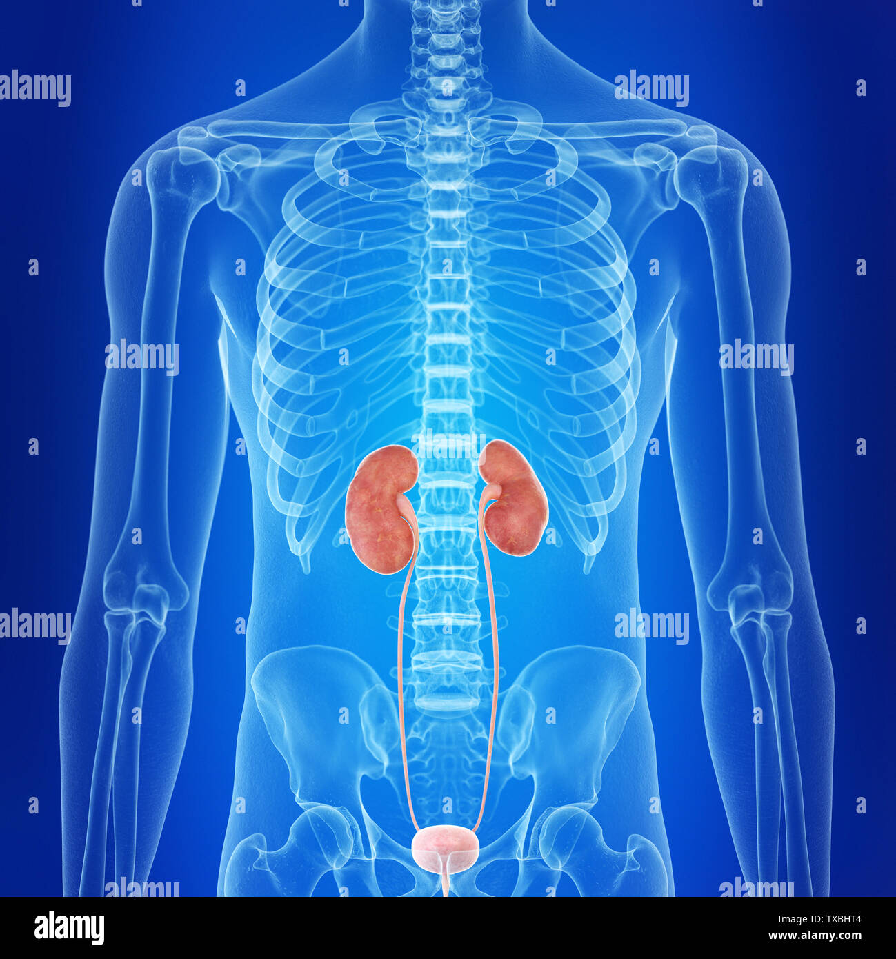 3d rendered medically accurate illustration of the human kidneys Stock ...