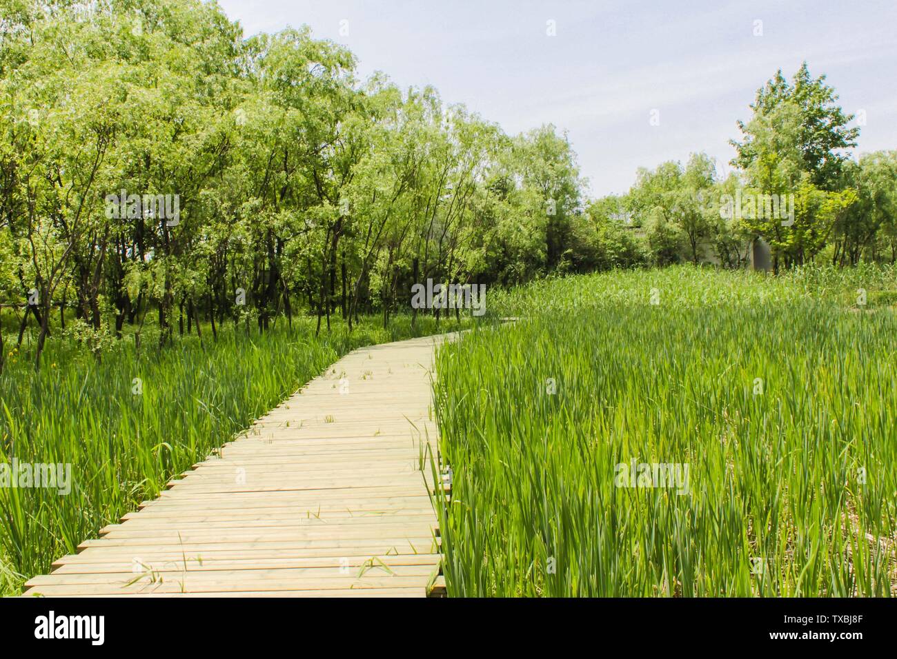 Scenery of Xixi Wetland Park in Hangzhou Stock Photo - Alamy