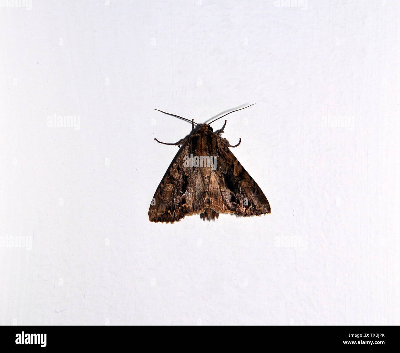 Moths white background hi-res stock photography and images - Alamy