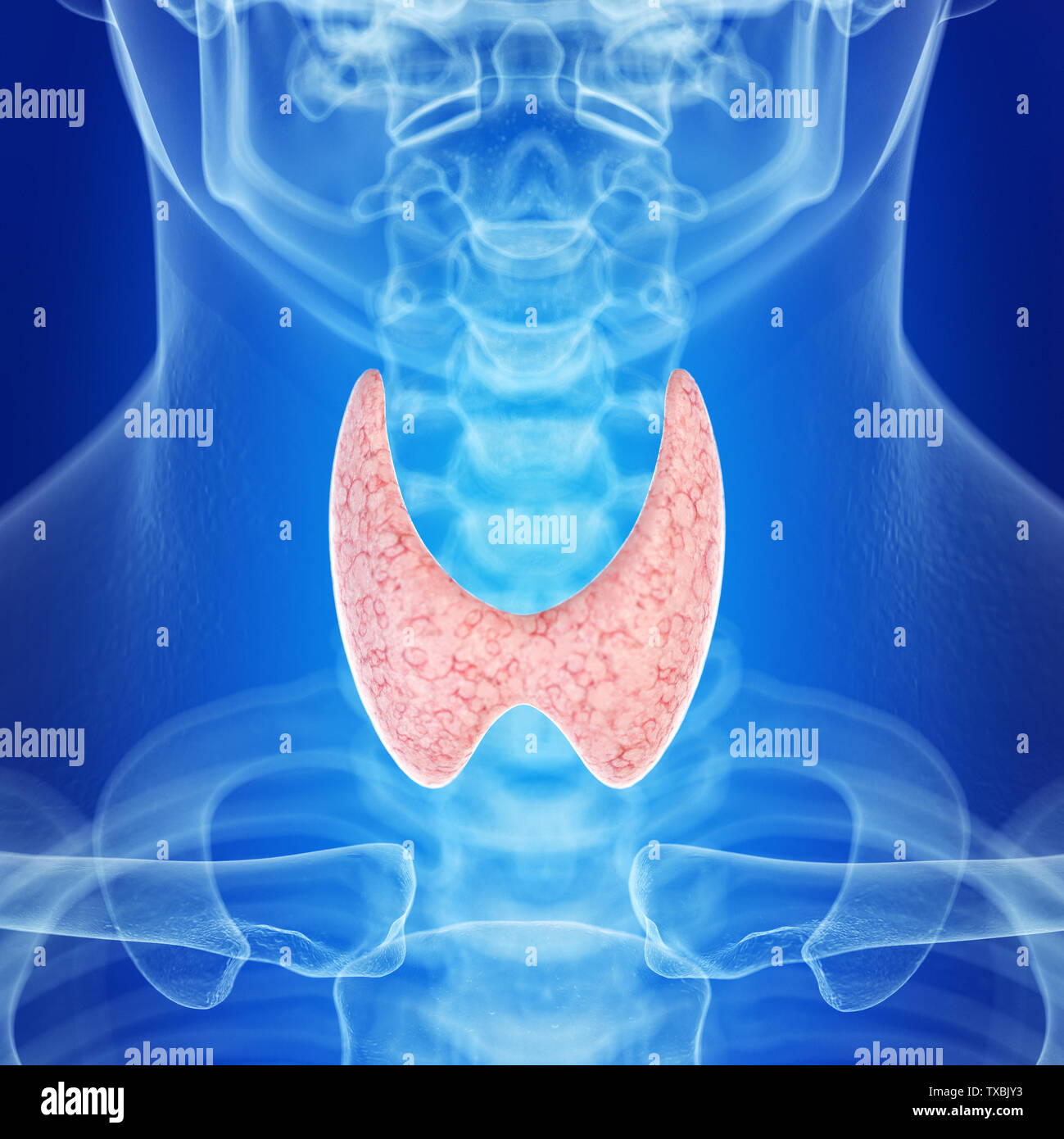 3d rendered medically accurate illustration of the healthy thyroid ...
