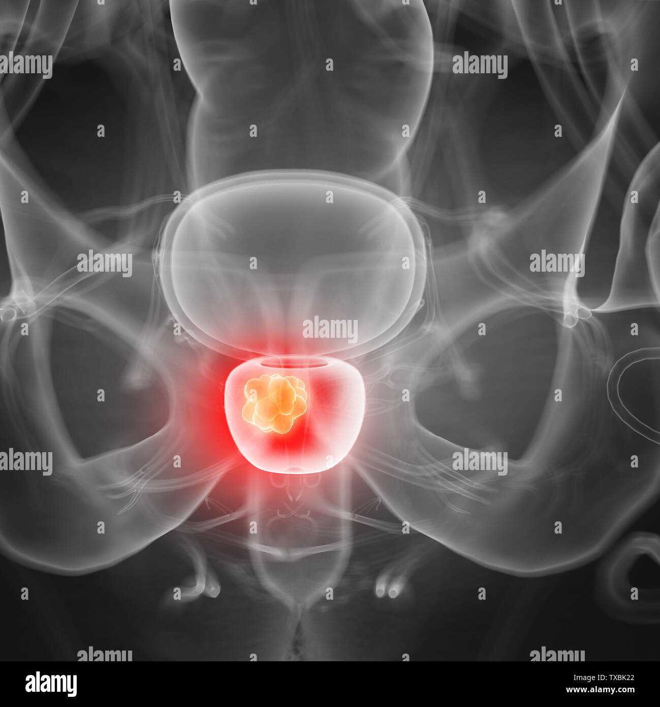 Glandula prostatica hi-res stock photography and images - Alamy