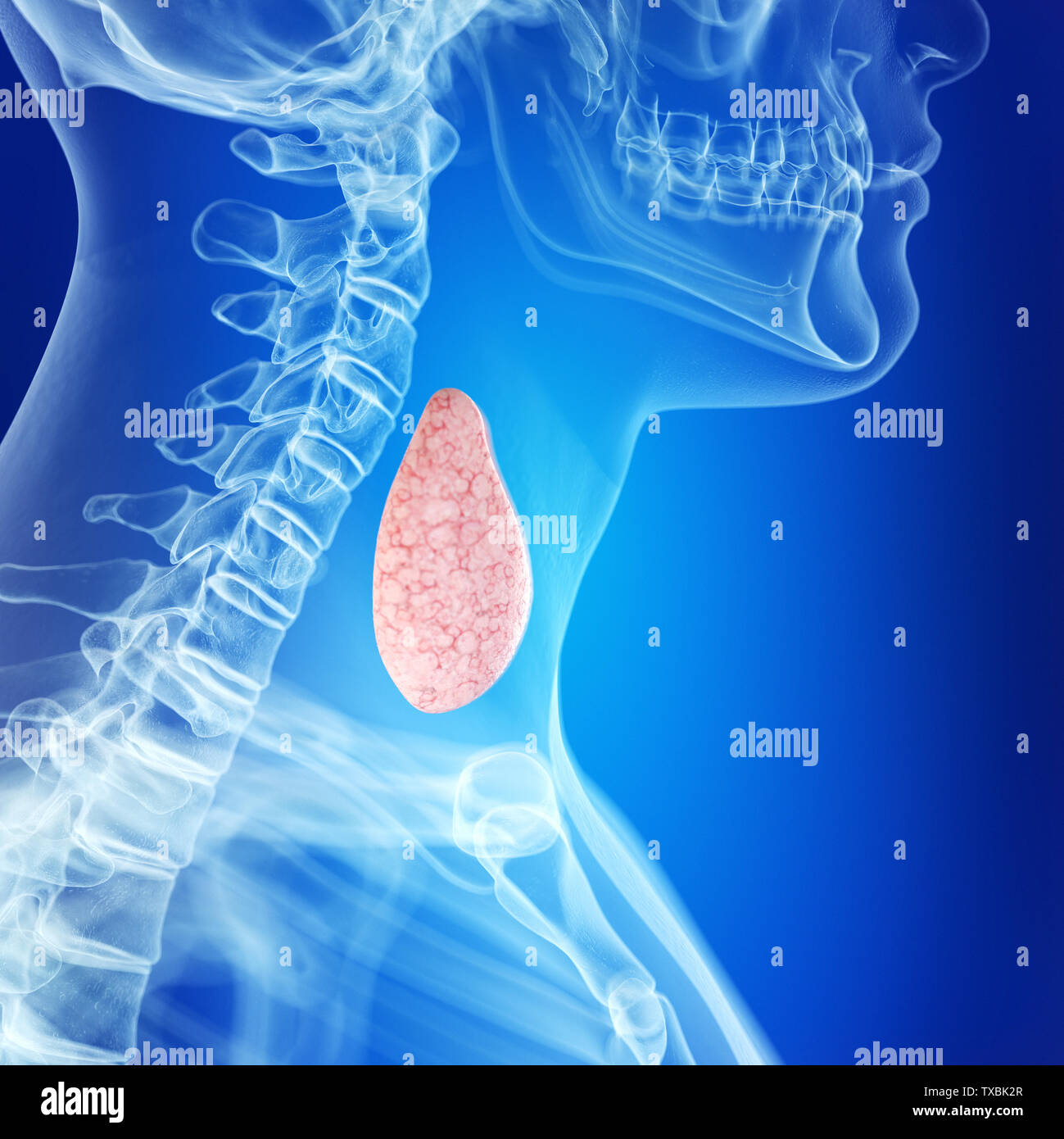 3d rendered medically accurate illustration of the healthy thyroid ...