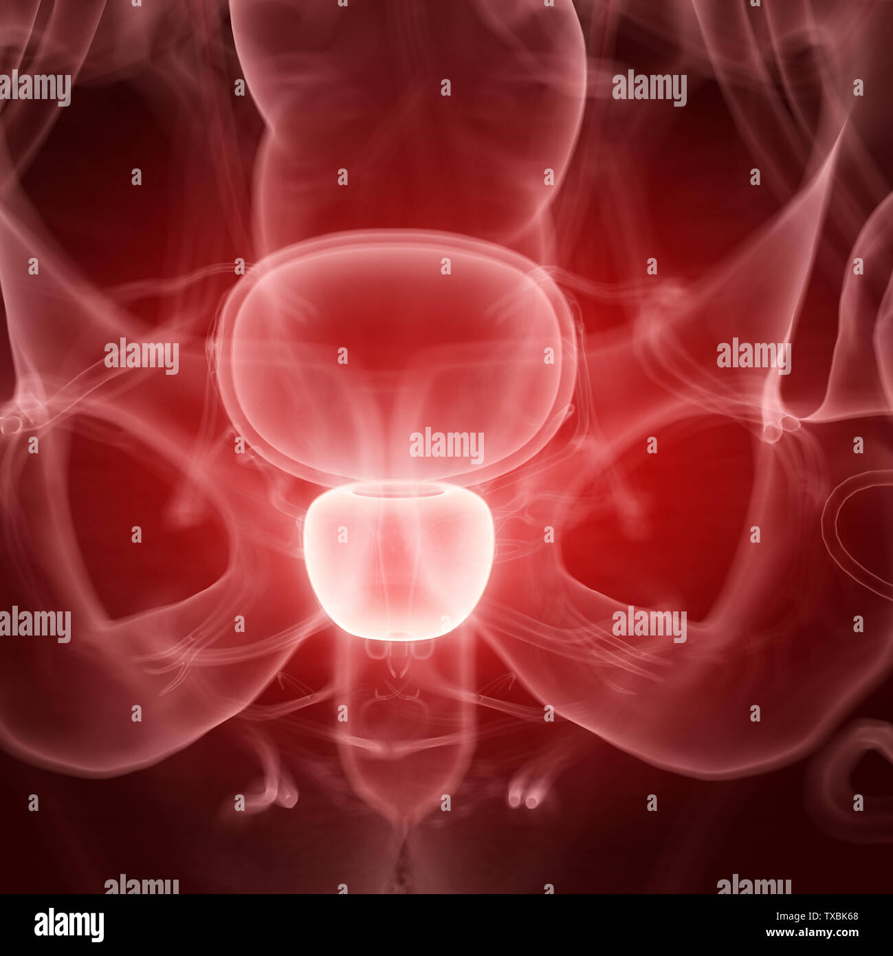 3d rendered medically accurate illustration of the human prostate Stock ...