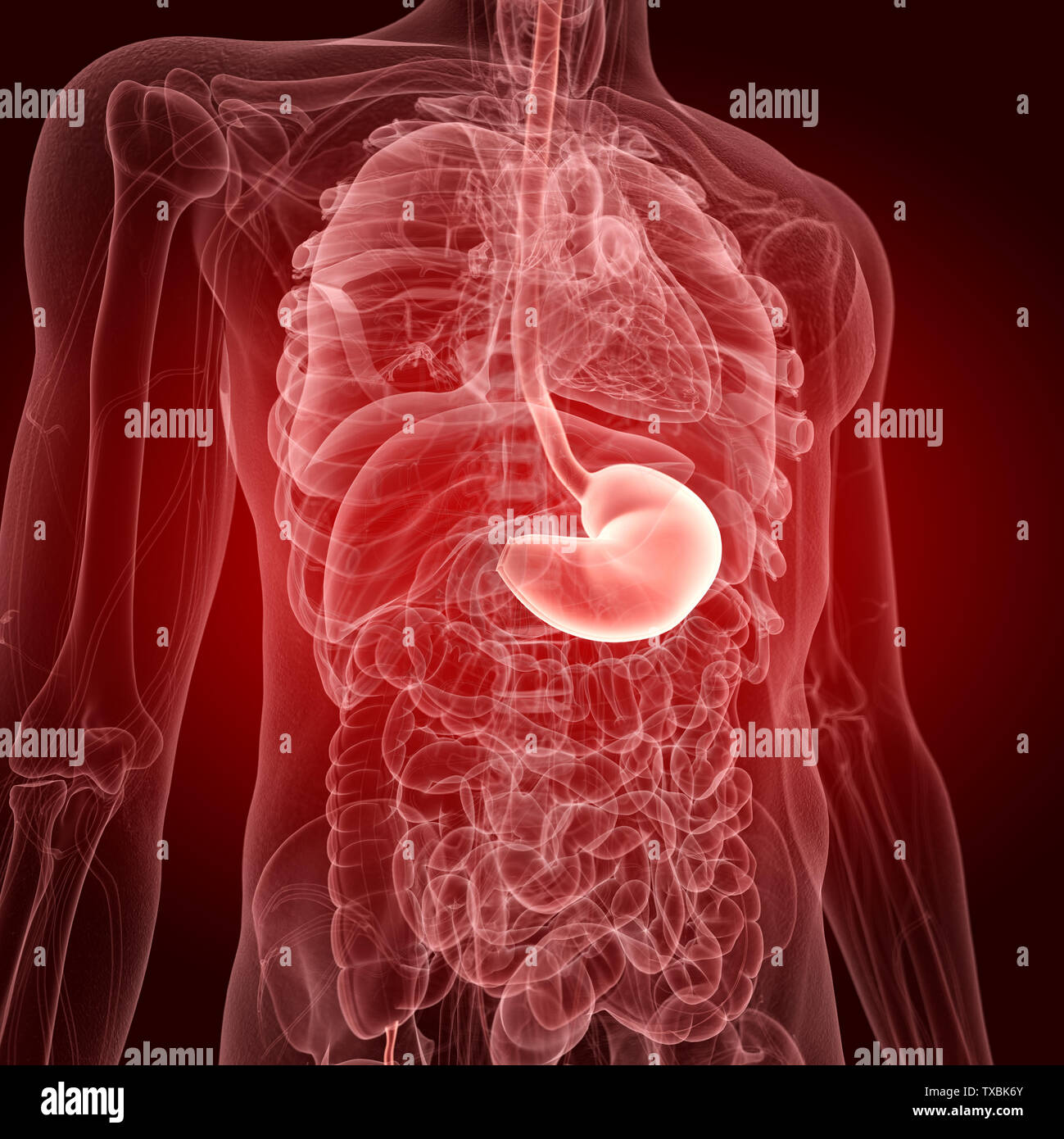 3d rendered medically accurate illustration of the human stomach Stock ...