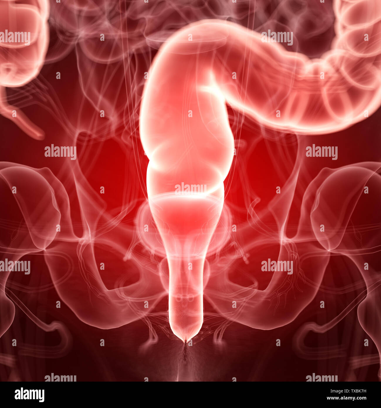 3d rendered medically accurate illustration of the human rectum Stock ...