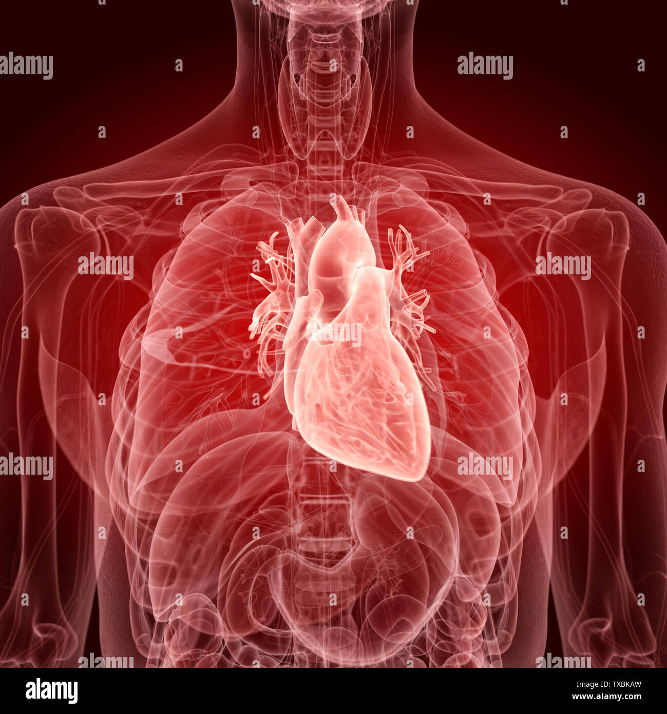 3d rendered medically accurate illustration of the human heart Stock ...