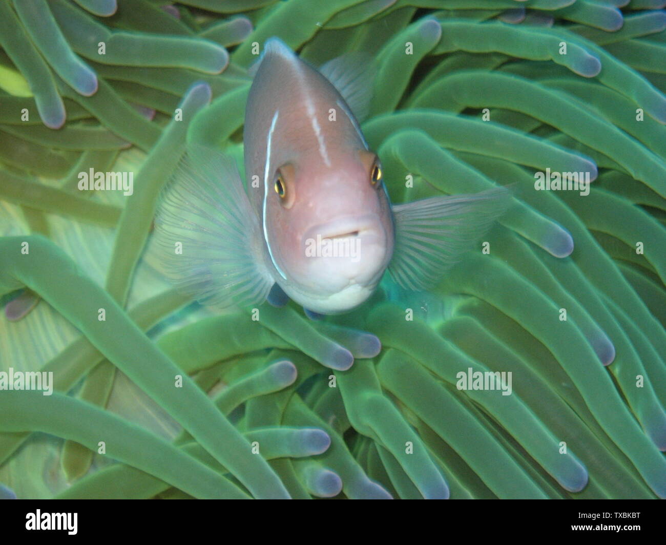 Pink skunk clownfish in the south china sea hi-res stock photography ...