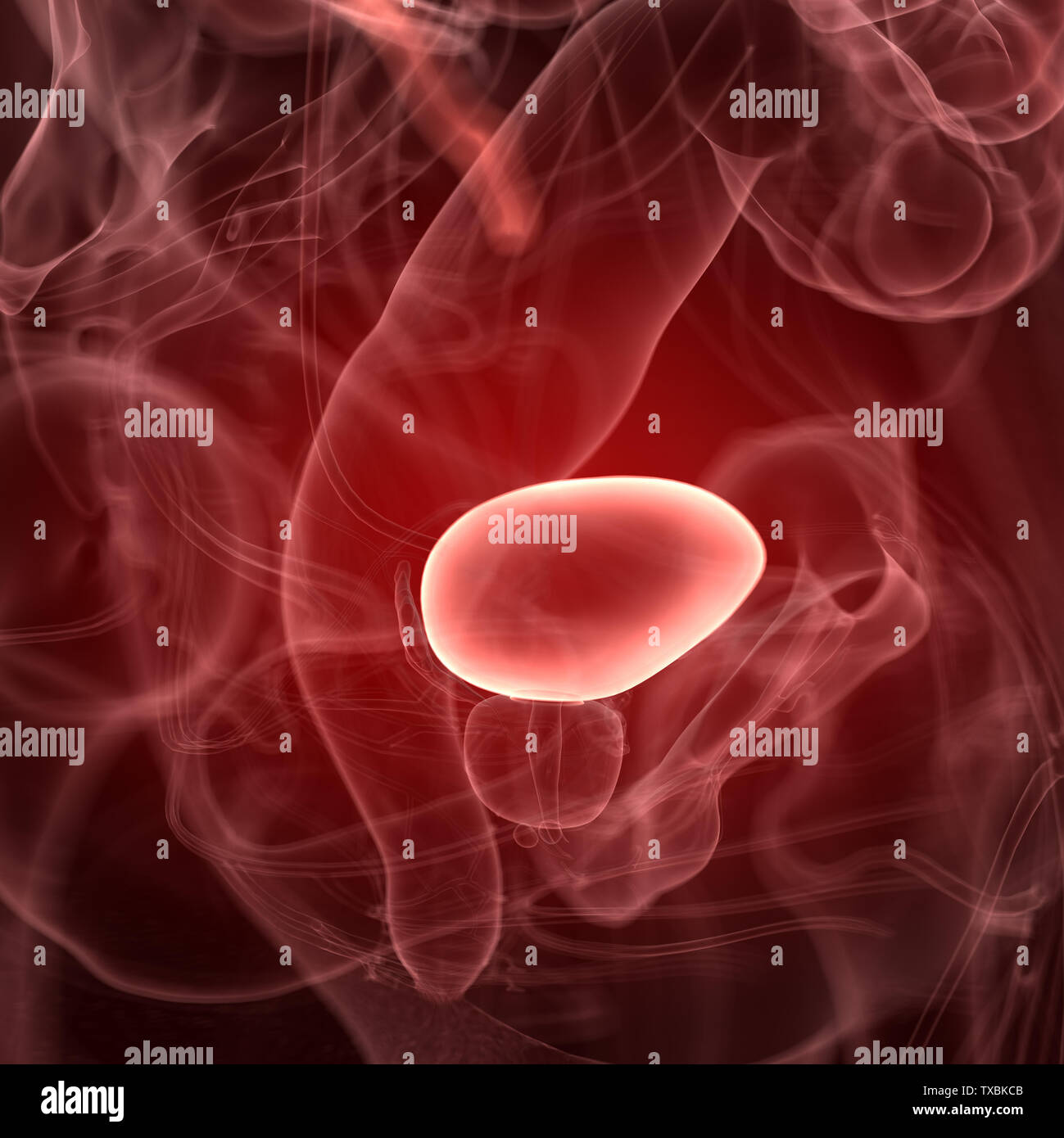 3d rendered medically accurate illustration of the bladder Stock Photo ...