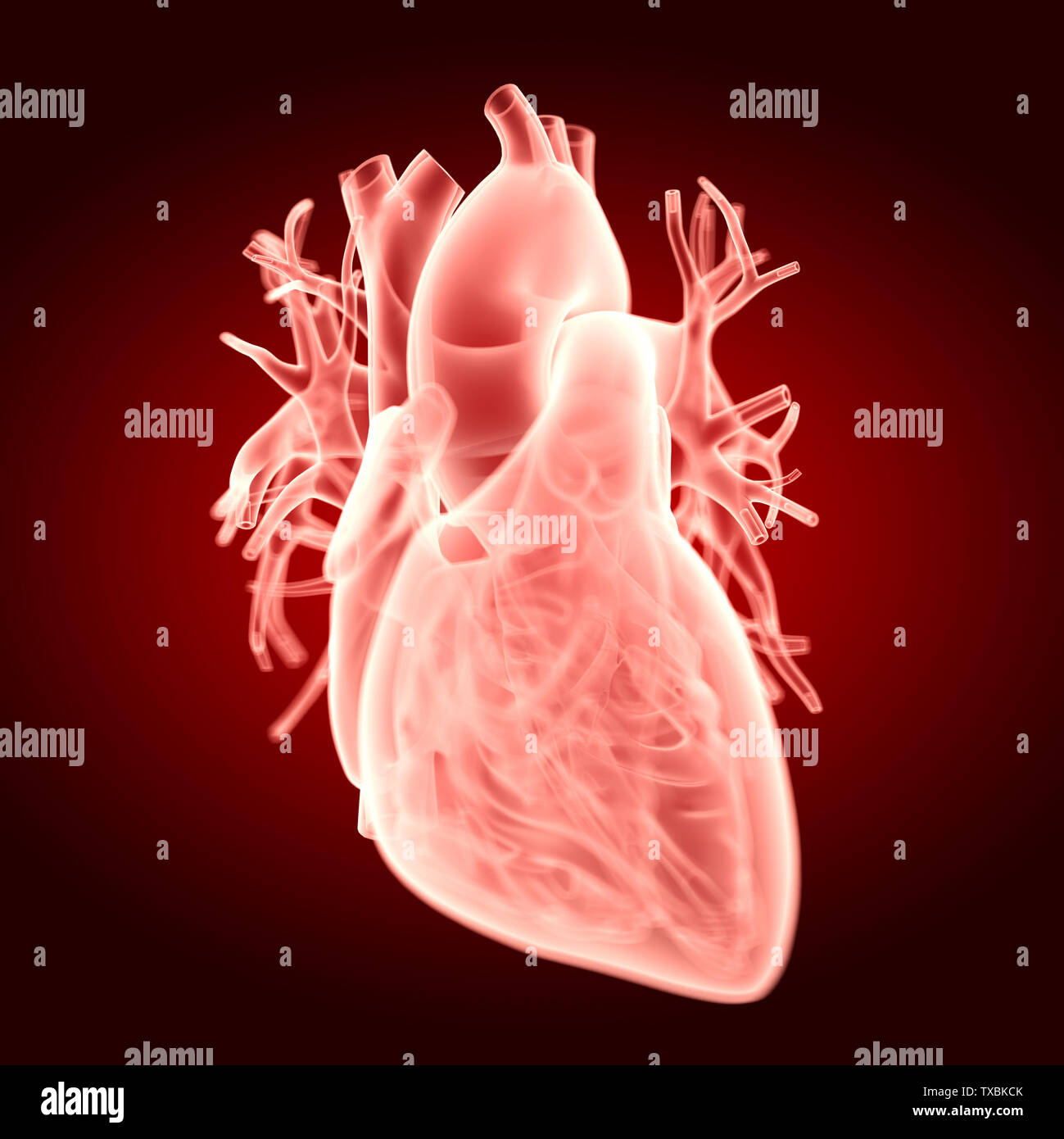 3d rendered medically accurate illustration of the human heart Stock ...