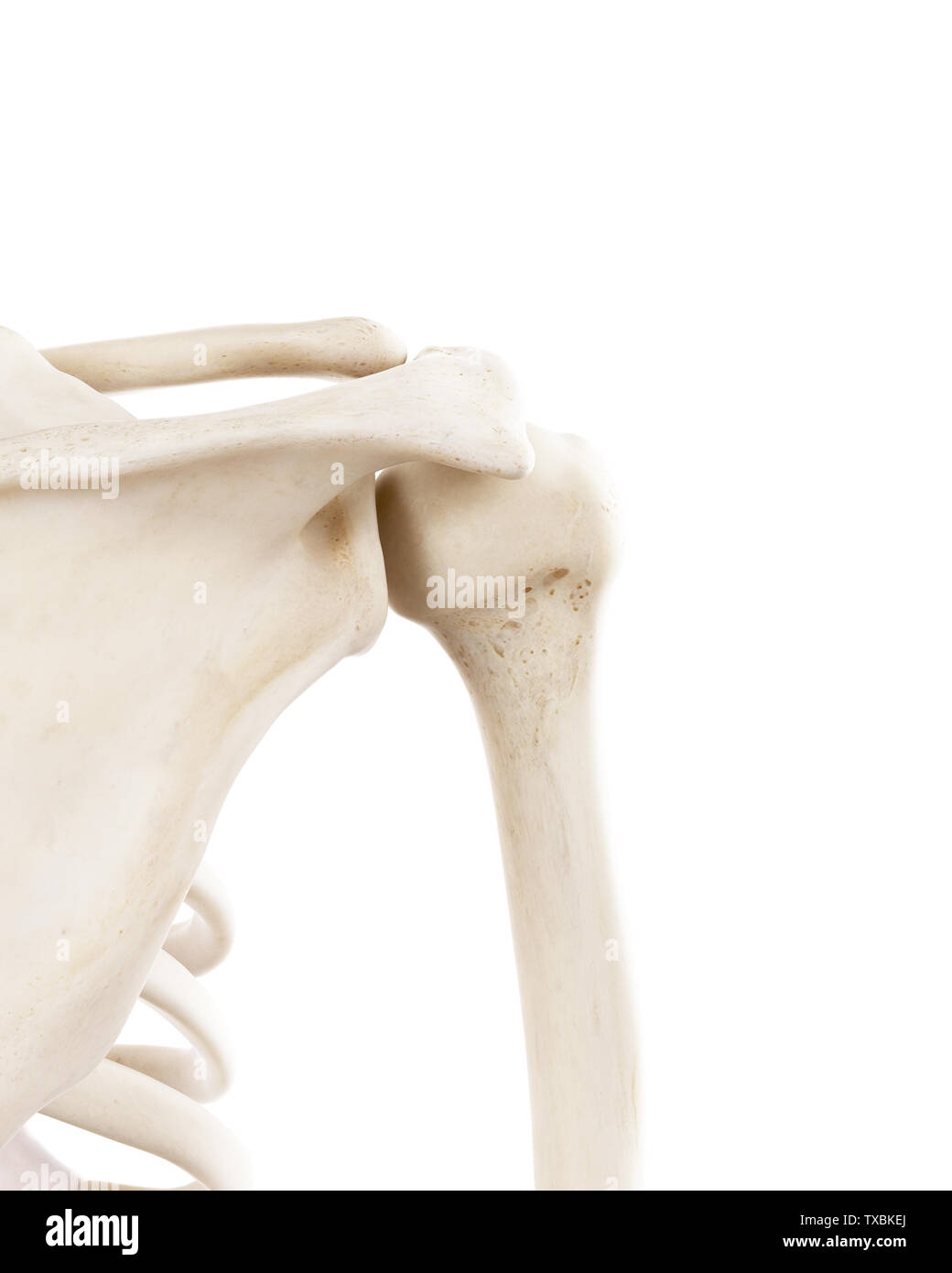 Human shoulder bones hi-res stock photography and images - Alamy