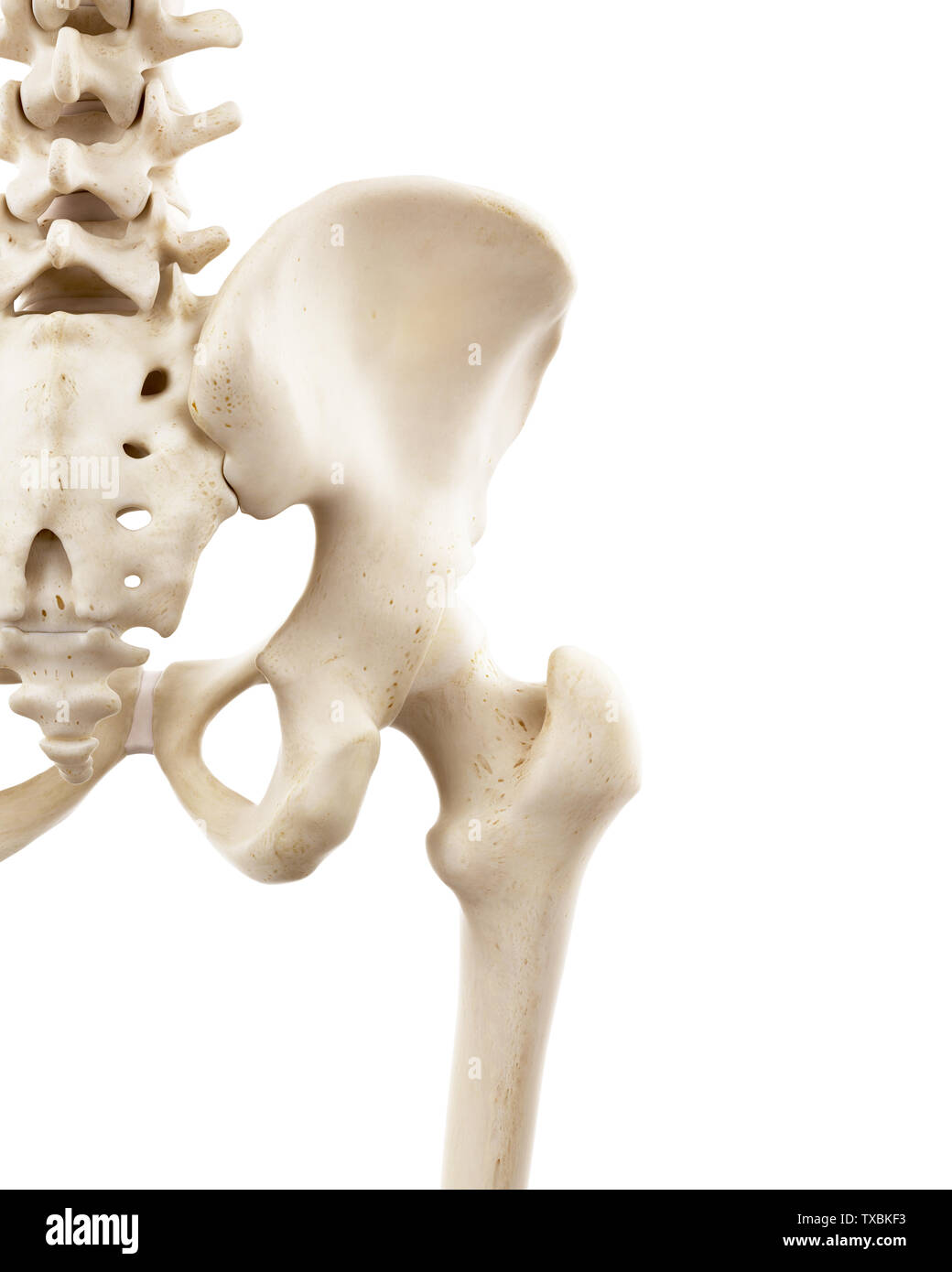 3d rendered medically accurate illustration of the human skeletal hip ...