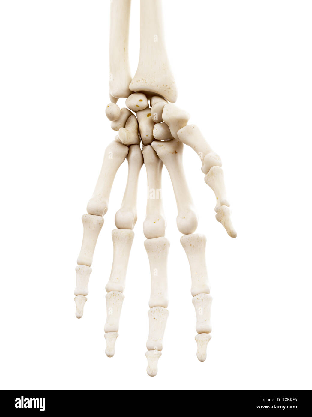 3d rendered medically accurate illustration of the human skeletal hand ...