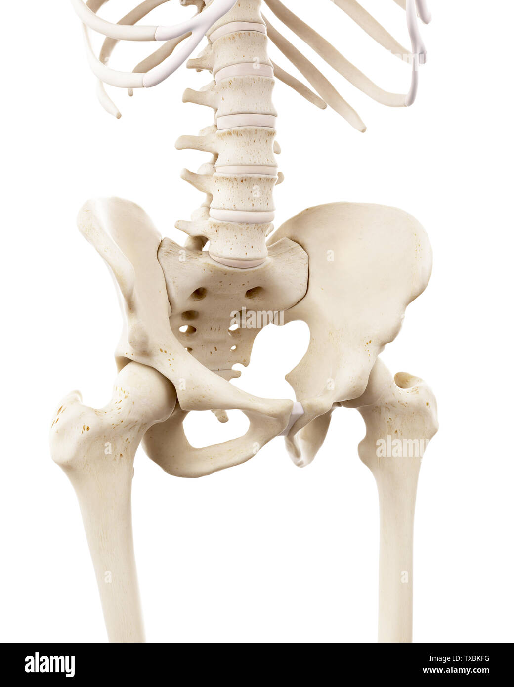 3d rendered medically accurate illustration of the human skeletal ...