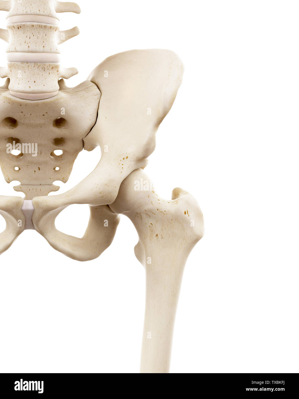 3d rendered medically accurate illustration of the human skeletal hip ...