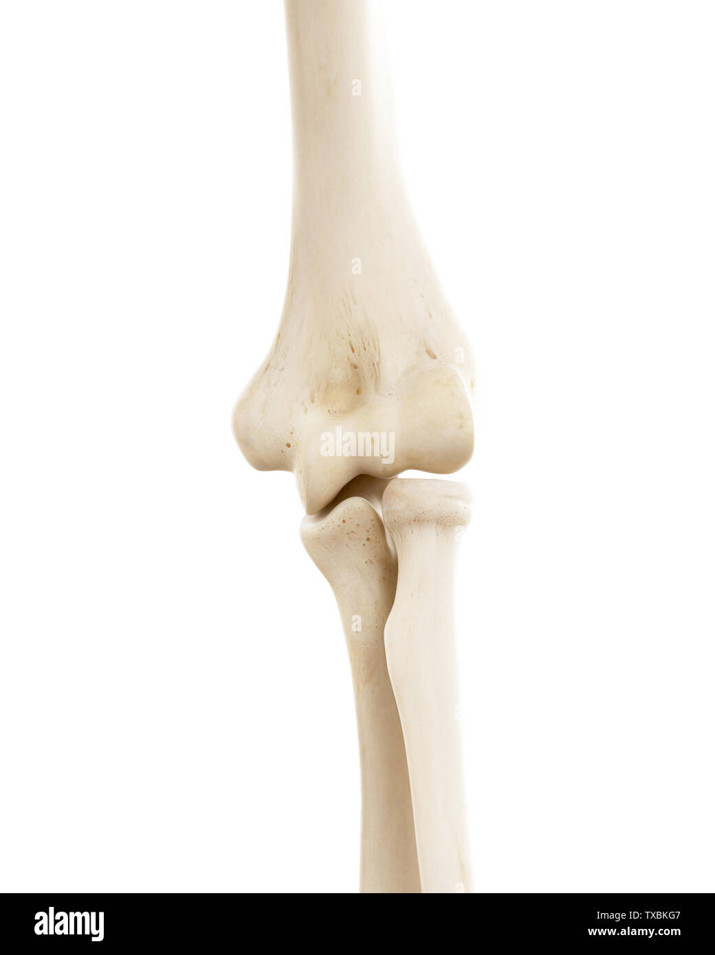 3d rendered medically accurate illustration of the human skeletal elbow ...