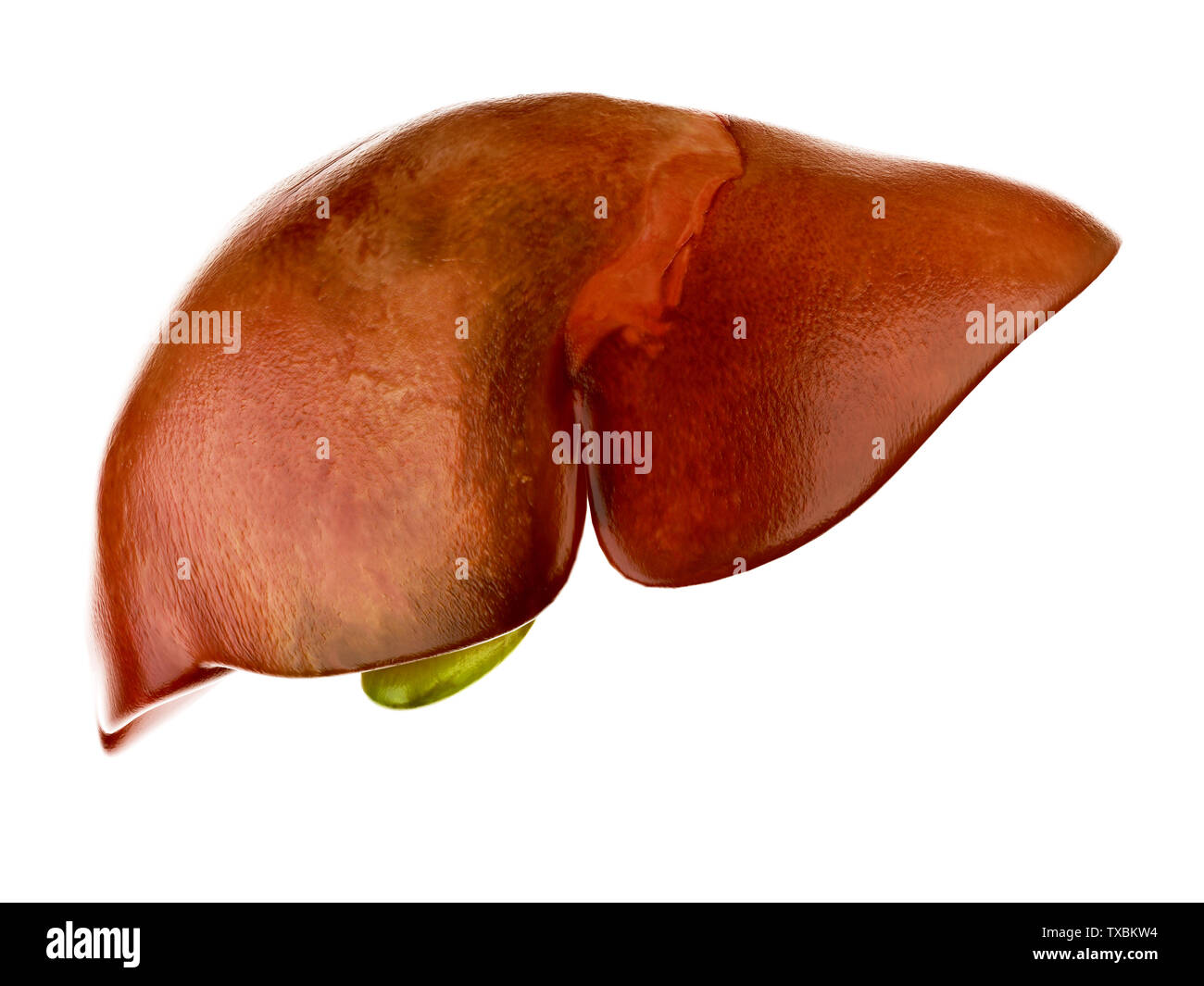 3d rendered medically accurate illustration of the human liver and ...