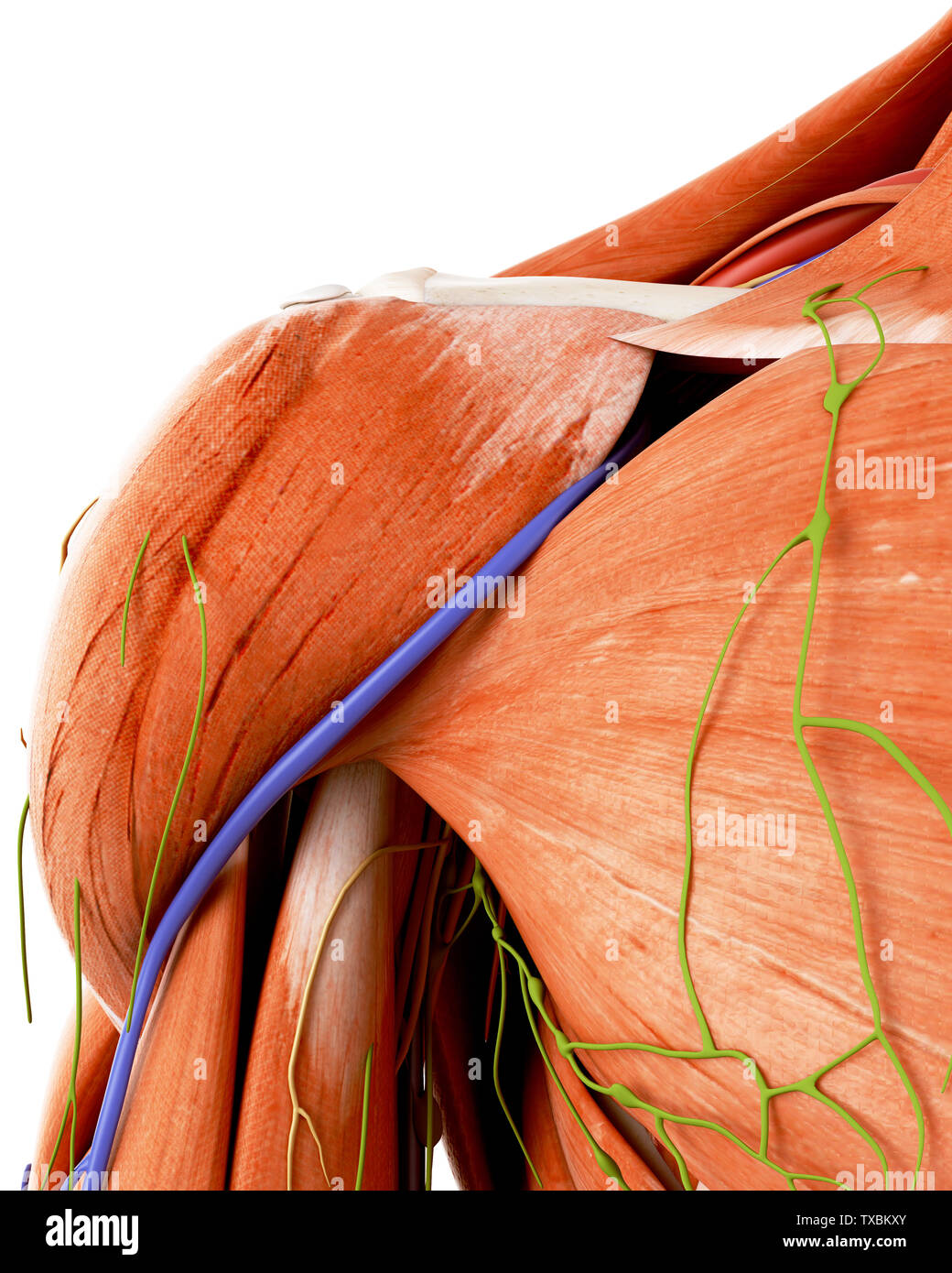 3d rendered medically accurate illustration of the human shoulder ...