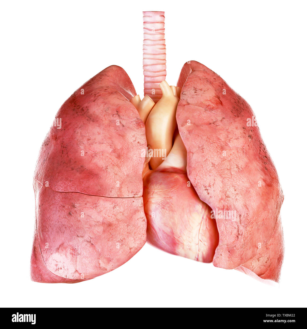 3d rendered medically accurate illustration of the human heart and lung ...