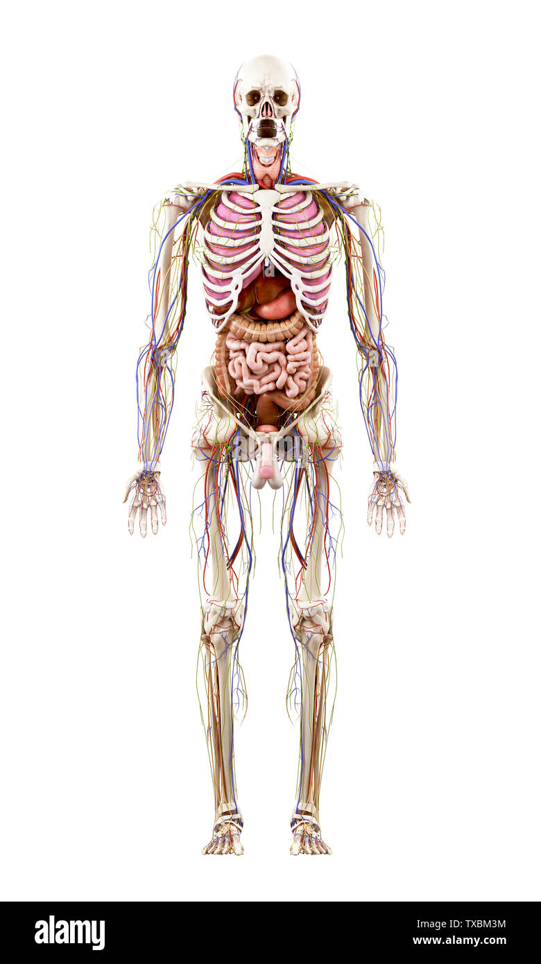 3d rendered medically accurate illustration of the human anatomy Stock ...
