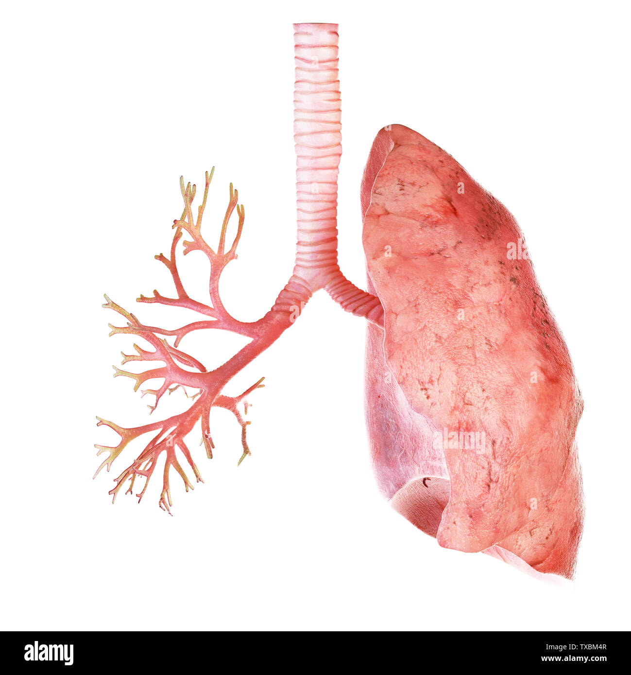 3d rendered medically accurate illustration of the human lung and ...