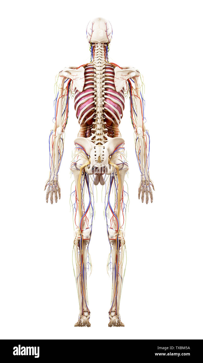 3d rendered medically accurate illustration of the human anatomy Stock ...