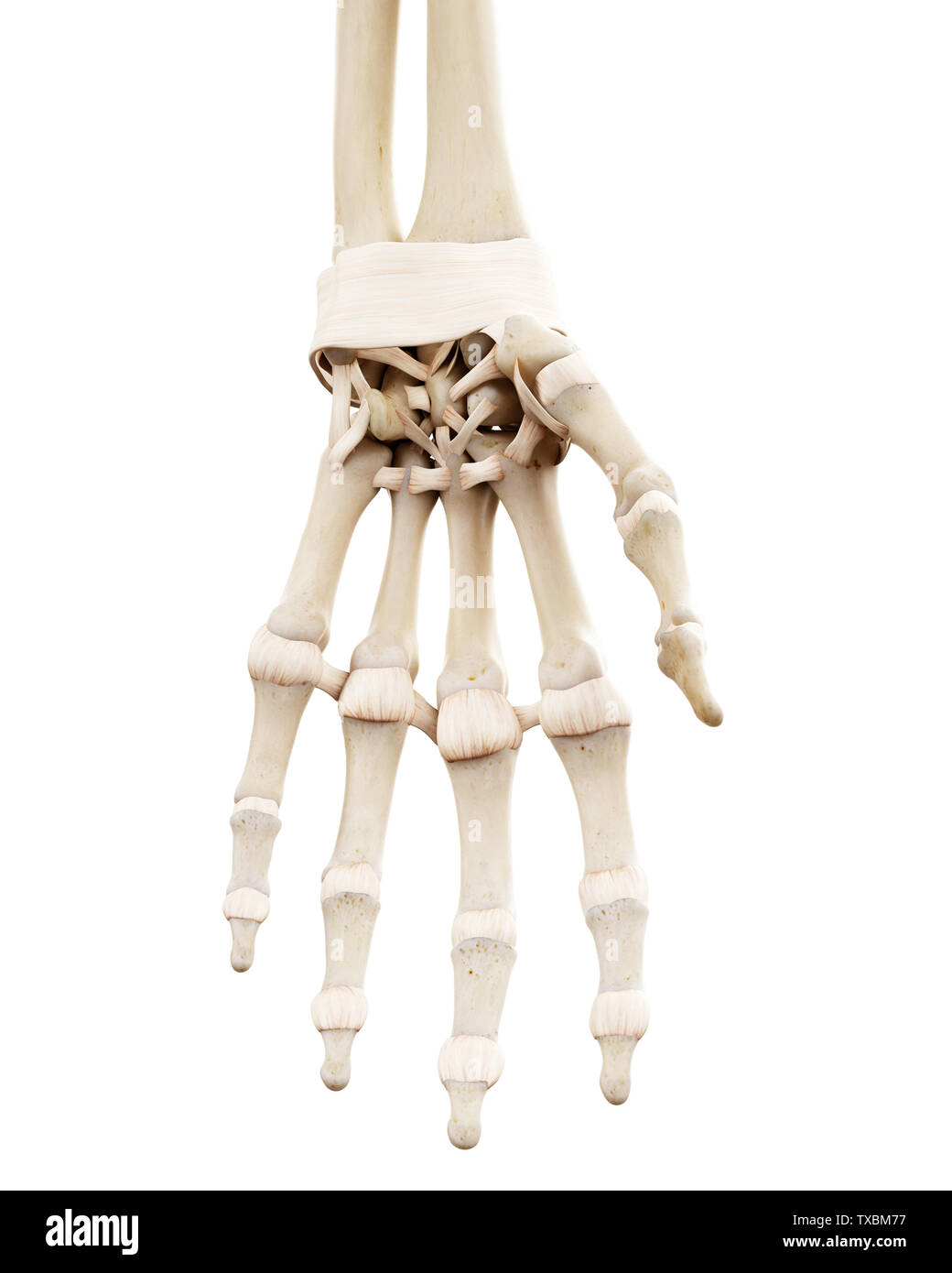 Human skeletal hand hi-res stock photography and images - Alamy