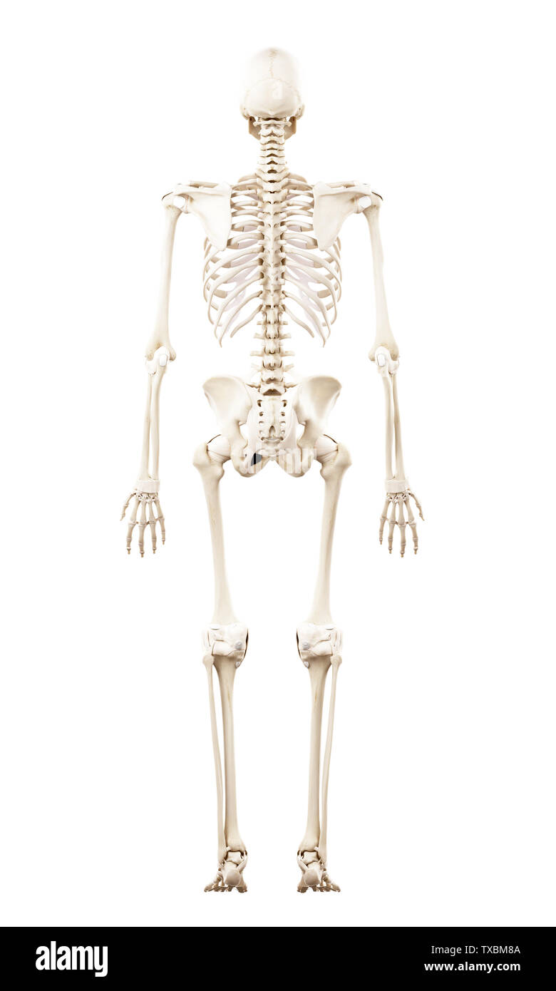 3d rendered medically accurate illustration of the human skeleton Stock ...