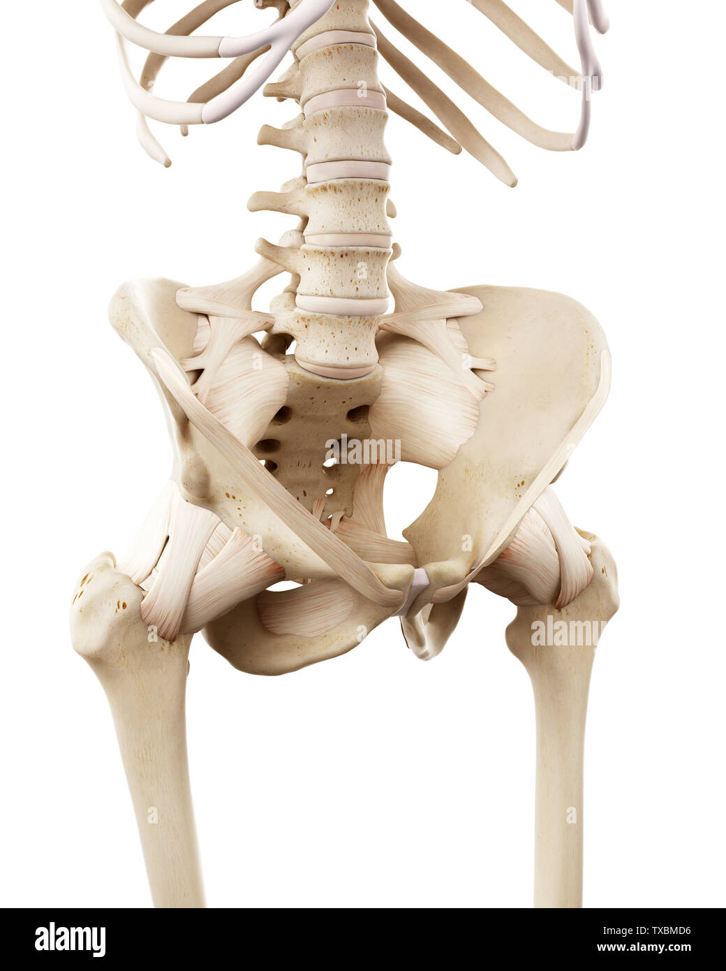 3d rendered medically accurate illustration of the human skeletal hip ...