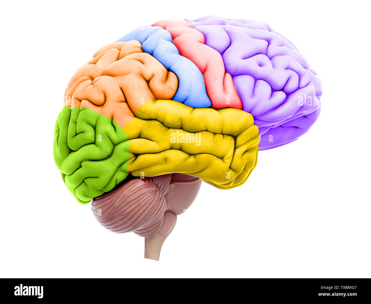 3d rendered medically accurate illustration of the brain sections Stock ...