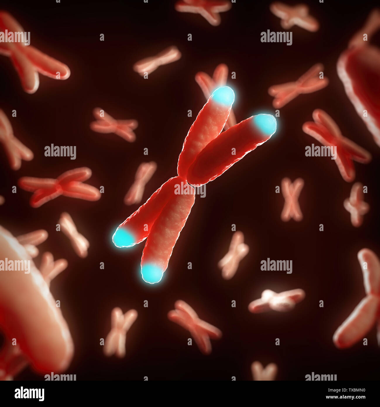 3d rendered medically accurate illustration of the telomeres Stock ...