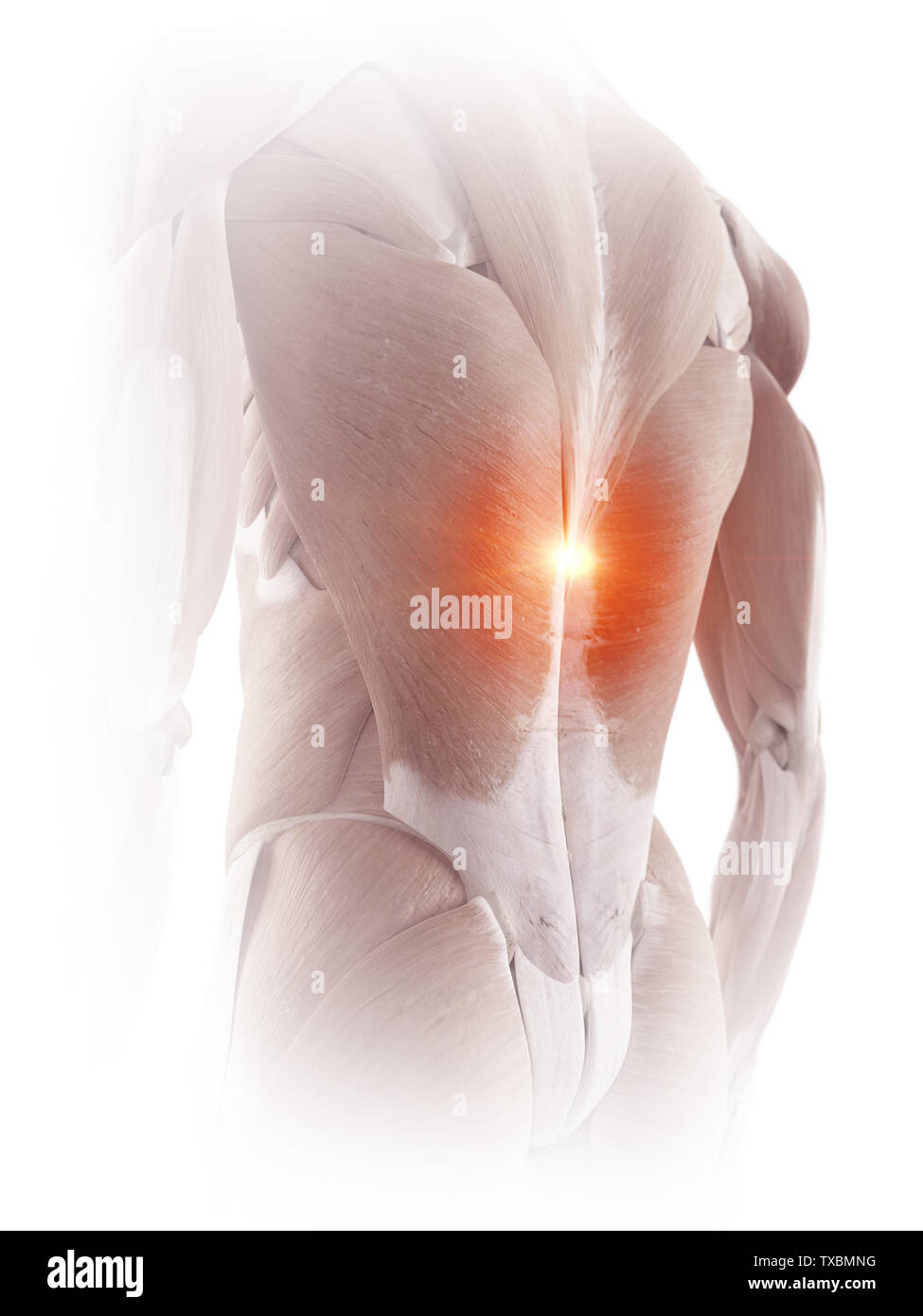 Medical illustration showing anatomy Cut Out Stock Images & Pictures ...