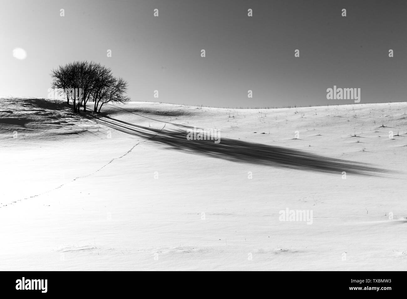 Frozen tree projection pattern Stock Photo - Alamy