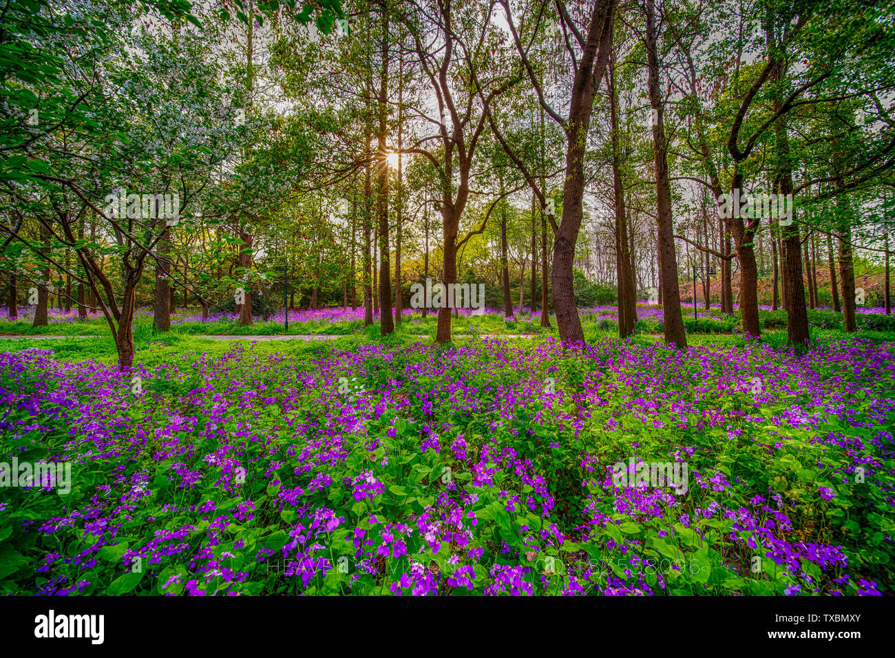 Shanghai Binjiang Forest Park Scenery Stock Photo - Alamy
