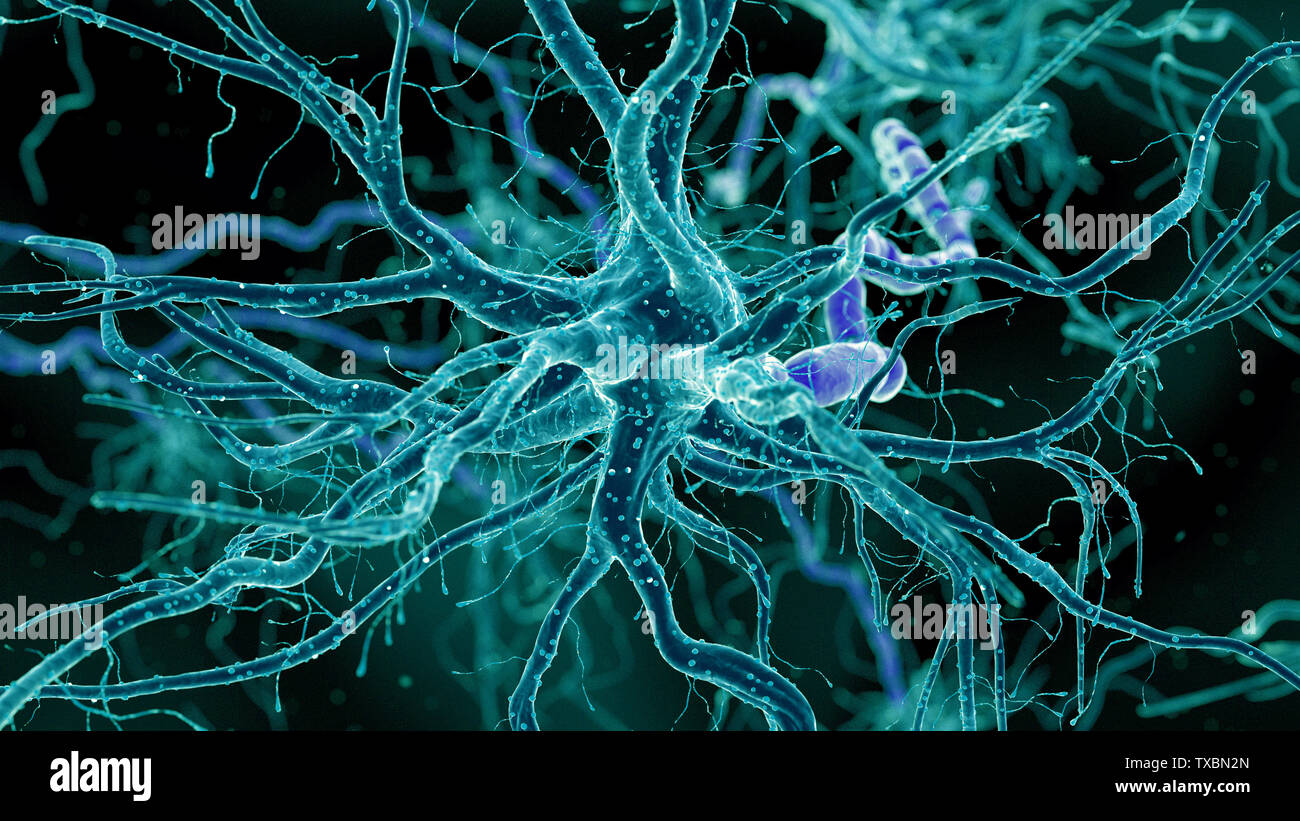 3d rendered medically accurate illustration of a human nerve cell Stock ...