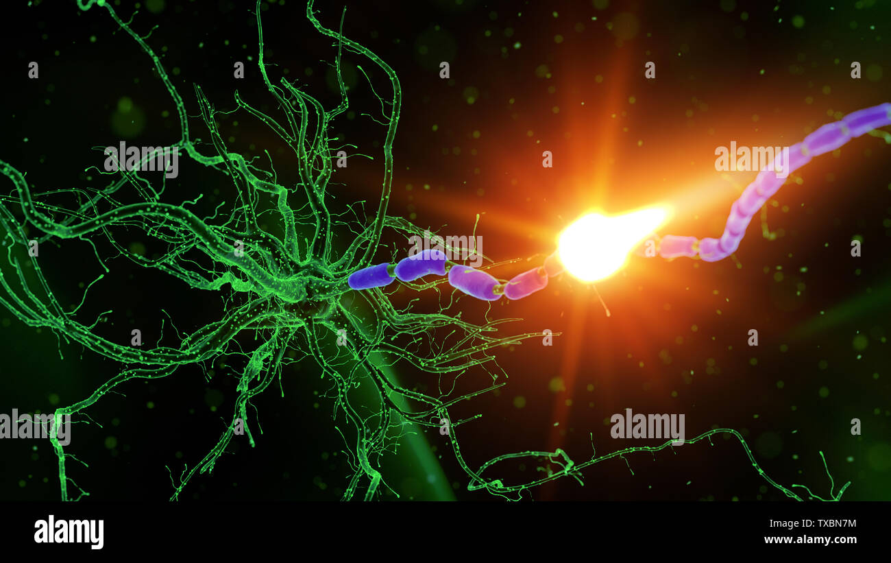 3d rendered medically accurate illustration of a nerve cell Stock Photo ...