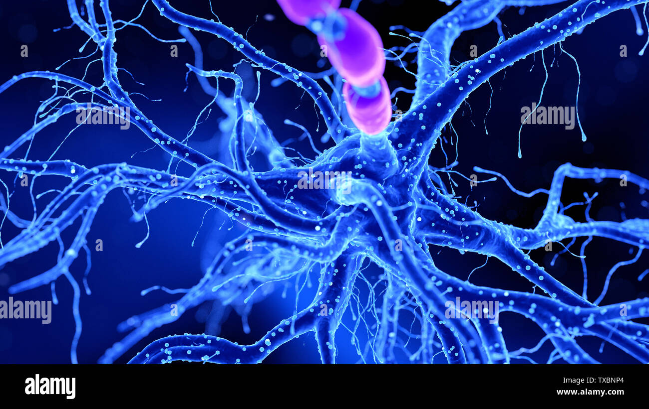 3d rendered medically accurate illustration of a nerve cell Stock Photo ...
