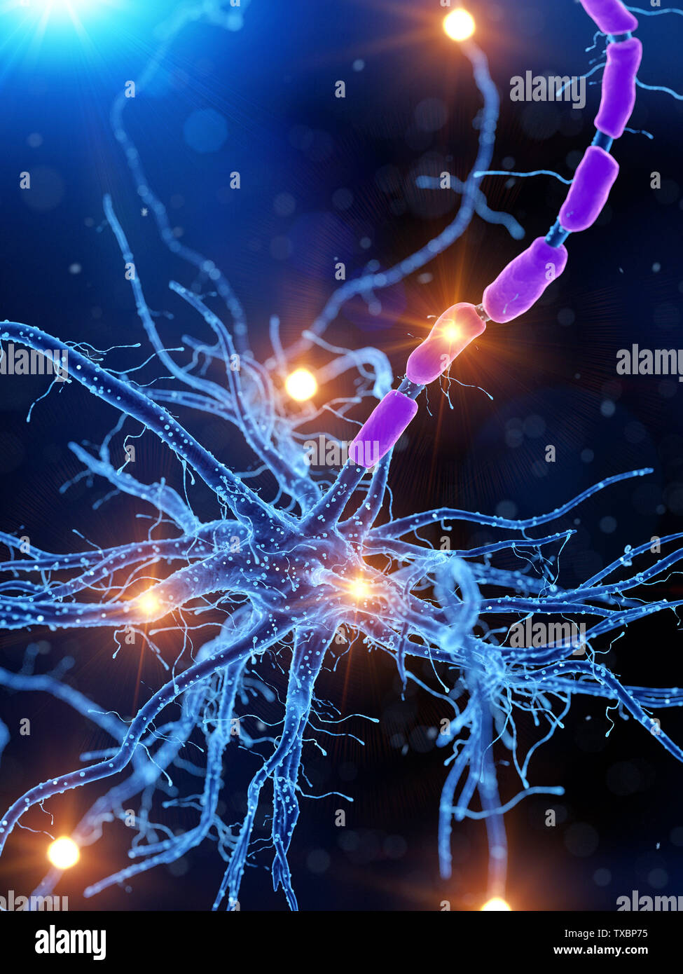 3d rendered medically accurate illustration of an active human nerve ...