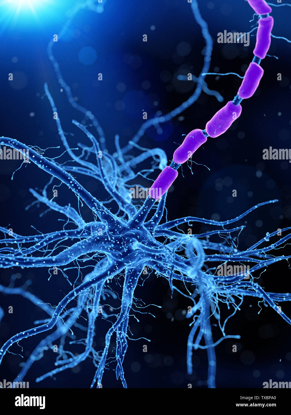 3d rendered medically accurate illustration of an human nerve cell ...