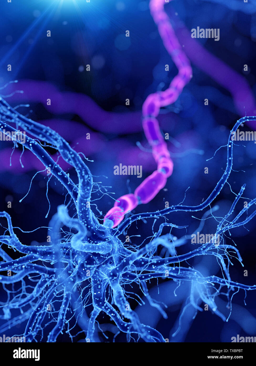 3d rendered medically accurate illustration of an human nerve cell ...