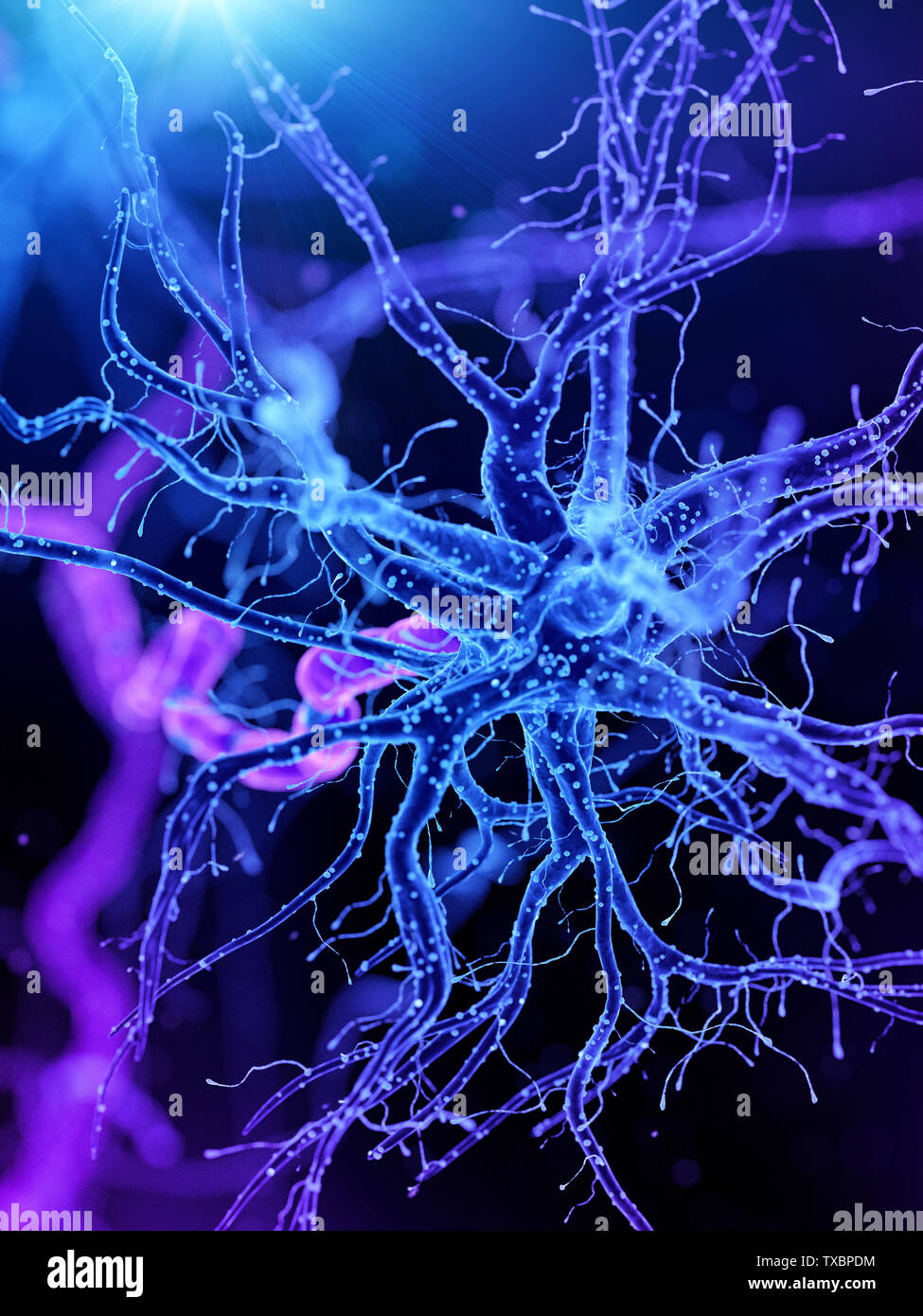 3d rendered medically accurate illustration of an human nerve cell ...