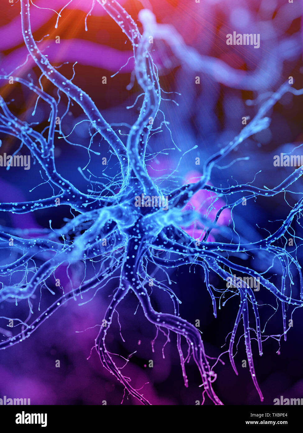 3d rendered medically accurate illustration of an human nerve cell ...
